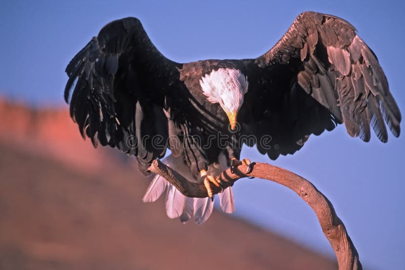 Aquila calva fotografia stock. Immagine di uccello, volo - 6248658