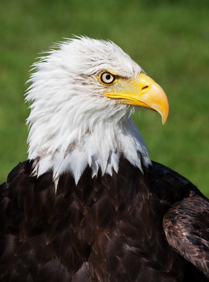 Aquila calva americana immagine stock. Immagine di animale - 17674577