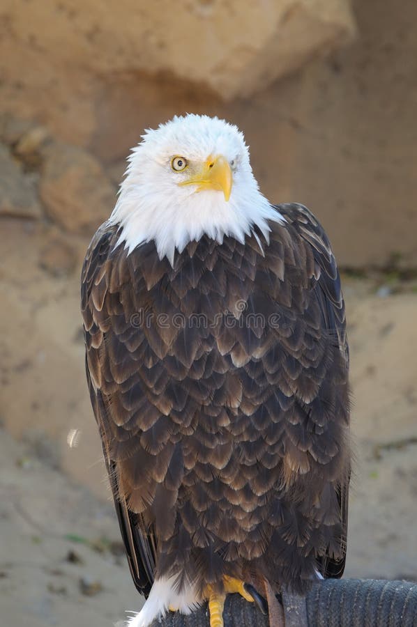 Aquila calva americana fotografia stock. Immagine di america - 11223078