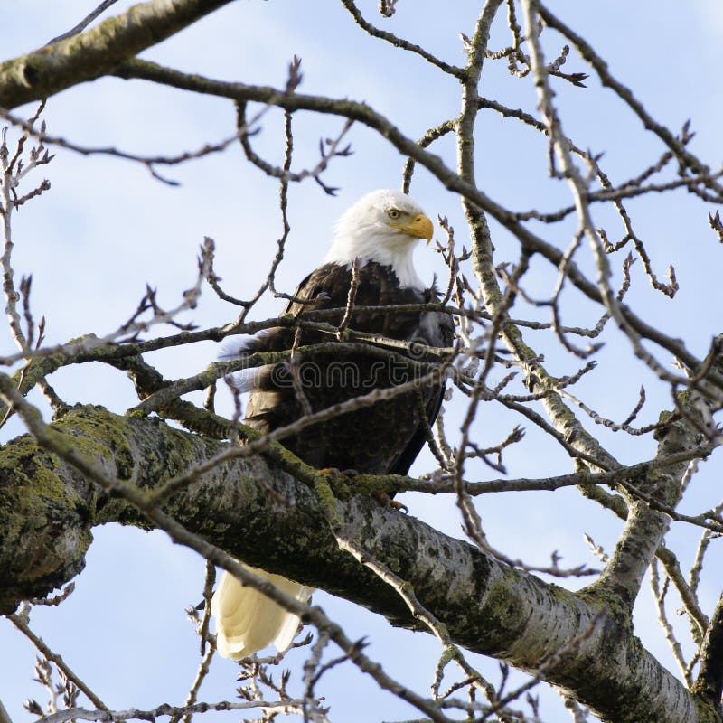 Aquila Calva - Haliaeetus Leucocephalus Fotografia Stock - Immagine di ...