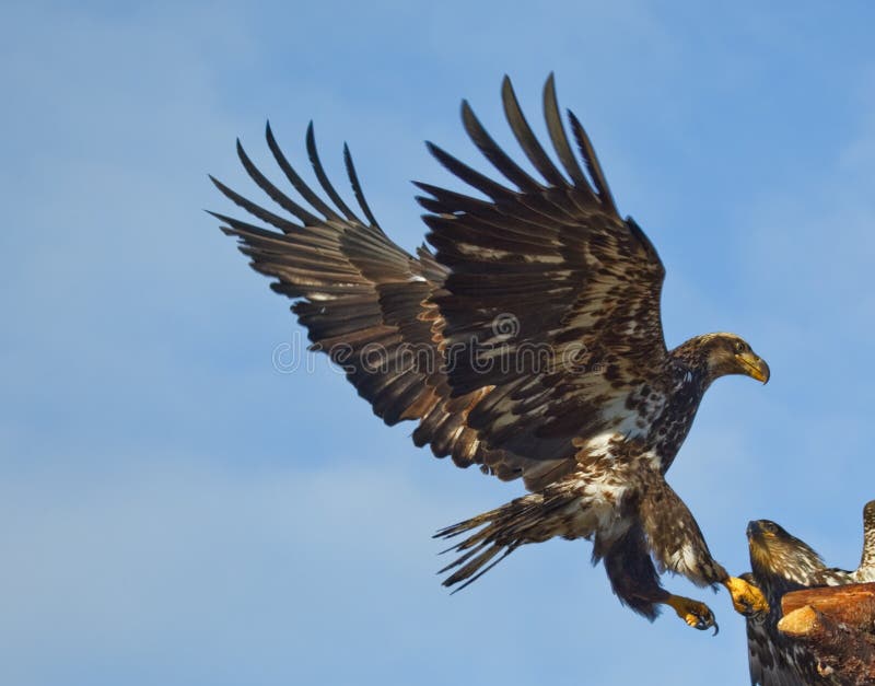 Aquila calva americana fotografia stock. Immagine di atterraggio - 12990370