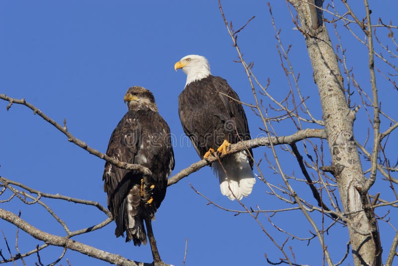 Aquila calva americana fotografia stock. Immagine di uccello - 22293038