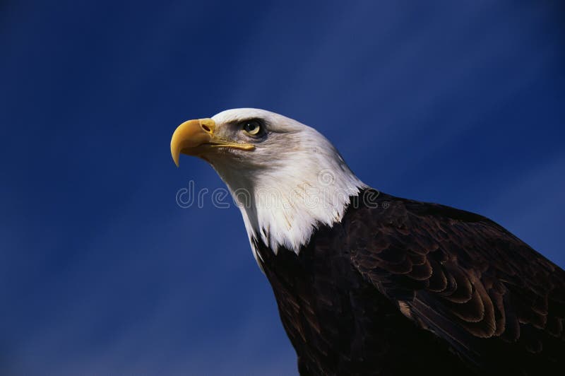Aquila calva americana fotografia stock. Immagine di liberazione - 23151778