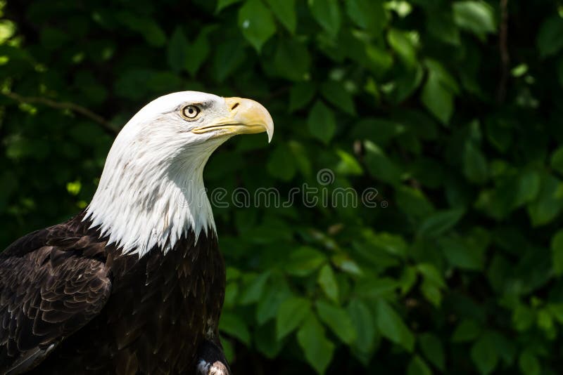 Aquila calva americana immagine stock. Immagine di coraggioso - 42205413