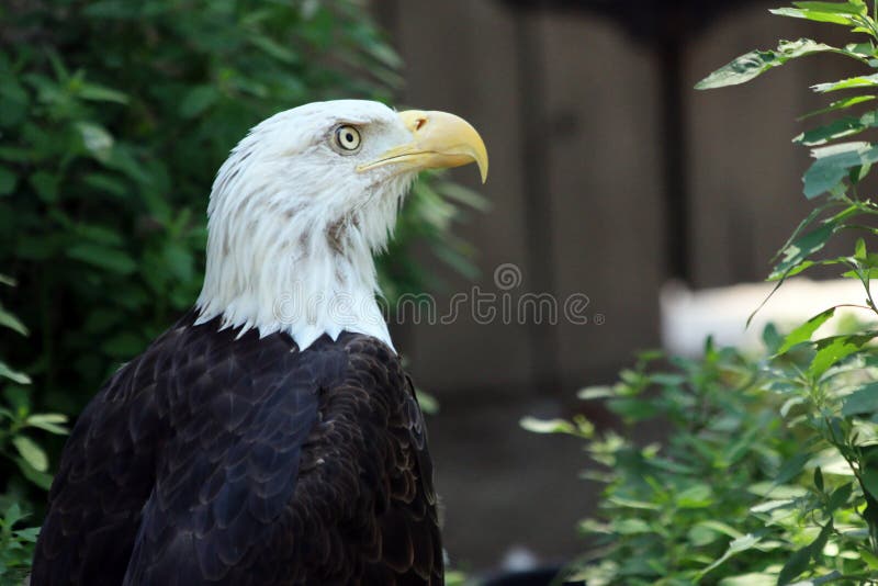 Aquila calva americana immagine stock. Immagine di natura - 44024201