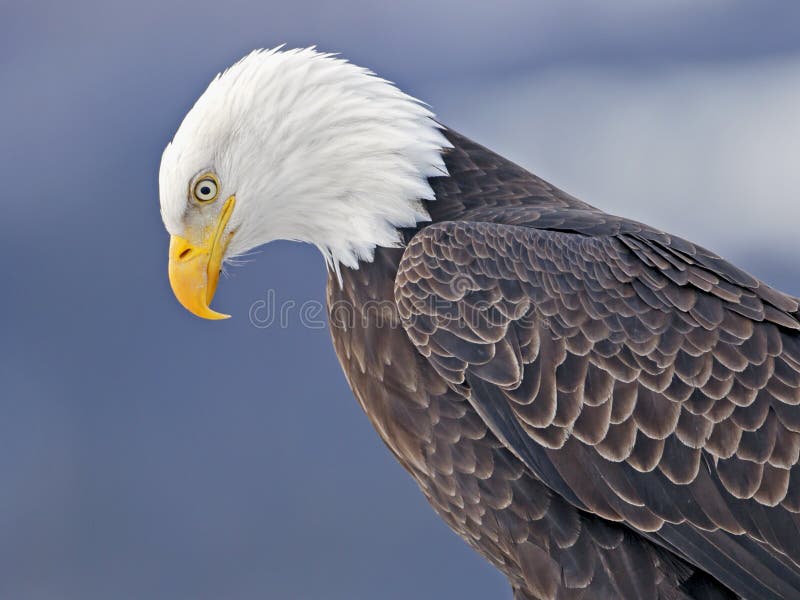 Aquila calva americana immagine stock. Immagine di rapace - 73705949