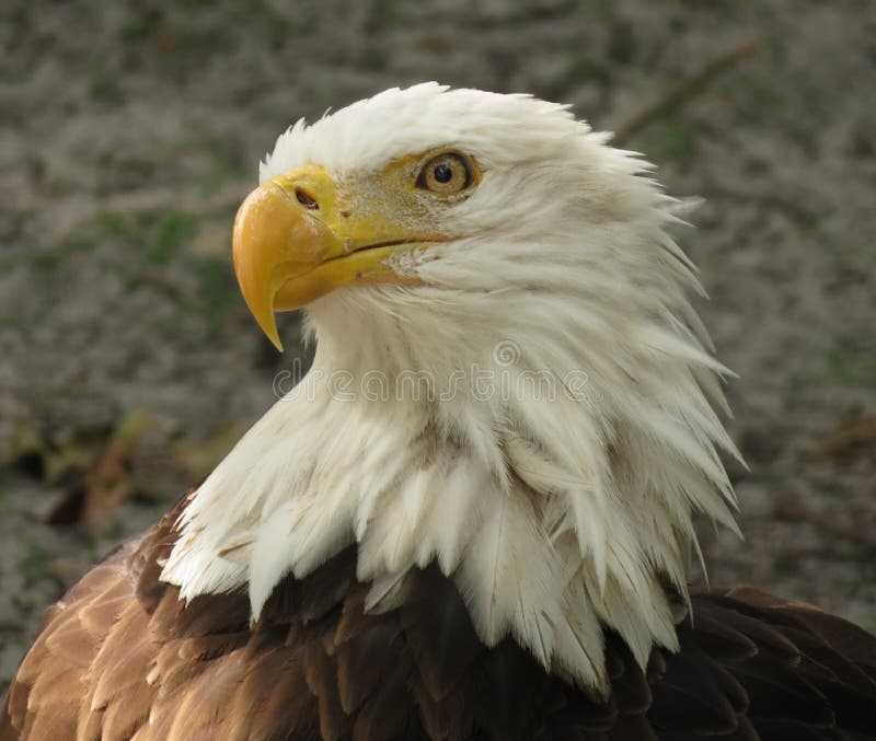 Aquila calva americana immagine stock. Immagine di uccelli - 94637857
