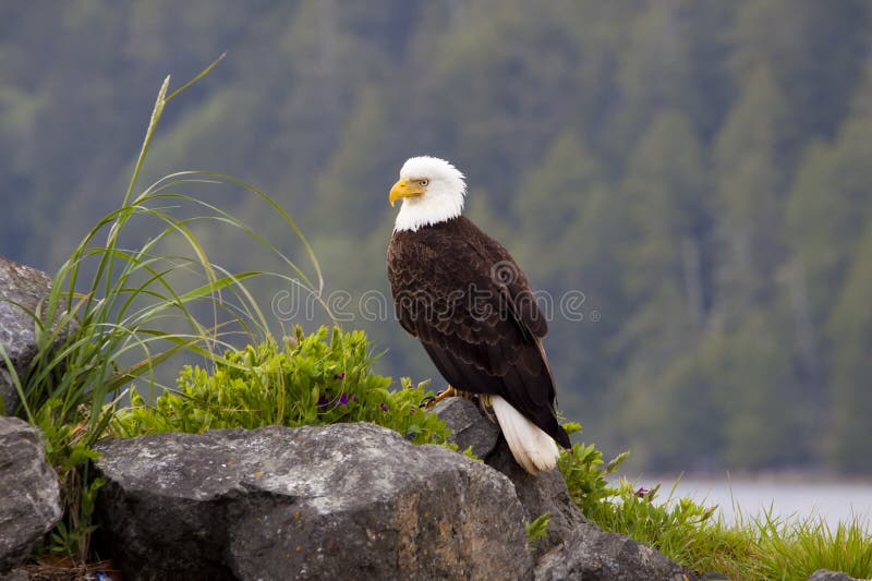 Aquila calva americana immagine stock. Immagine di talon - 9498475