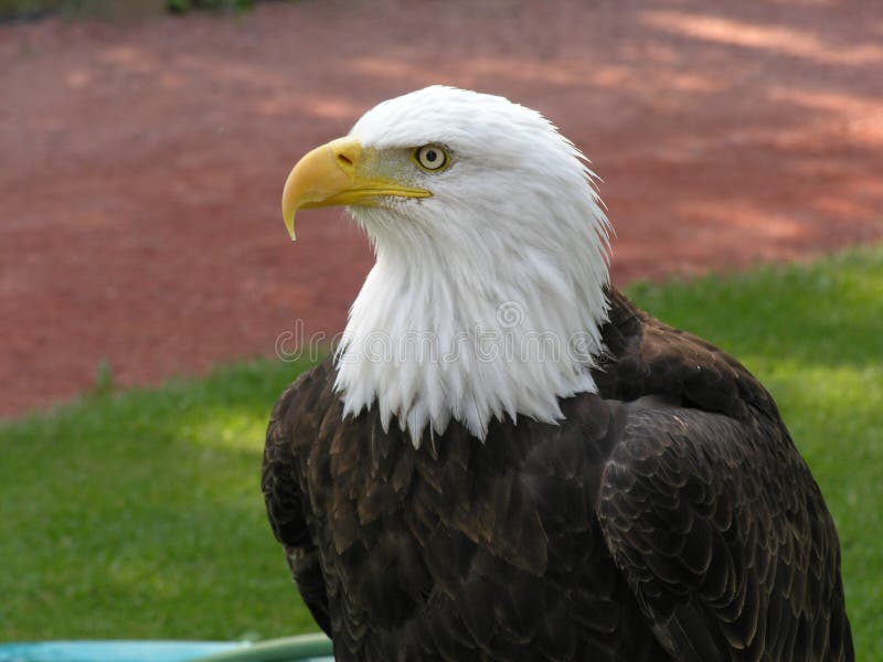 Aquila Calva Che Guarda a Sinistra Fotografia Stock - Immagine di piume ...