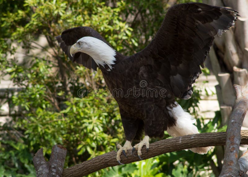 Ali Di Diffusione Dell'aquila Calva Immagine Stock - Immagine di ...