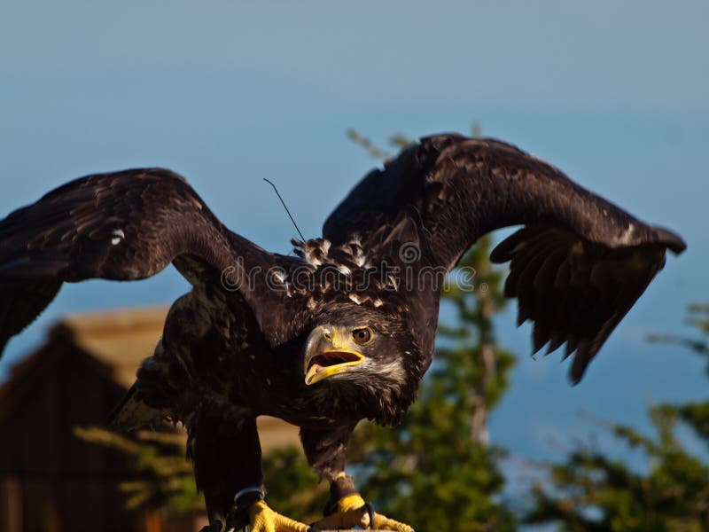 246 Aquila Con Le Ali Aperte Foto - Foto Stock Gratis e Royalty-Free da ...