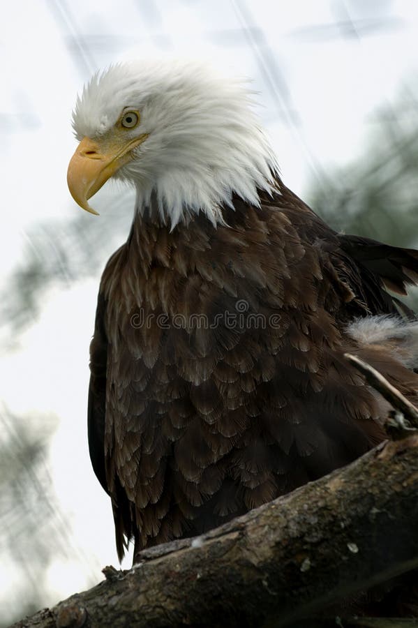 Aquila calva nell'Alaska immagine stock. Immagine di maestoso - 4300885