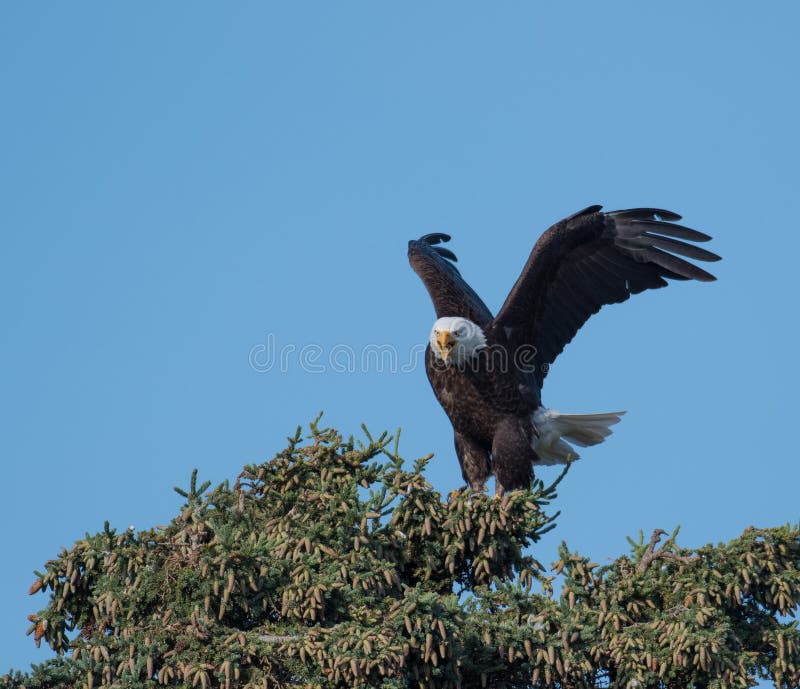 Aquila calva in un albero immagine stock. Immagine di foresta - 86693427