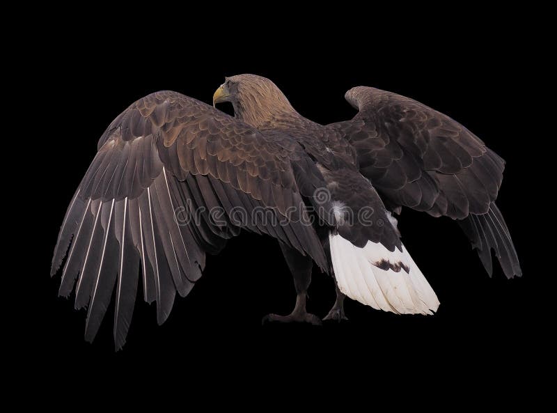 246 Aquila Con Le Ali Aperte Foto - Foto Stock Gratis e Royalty-Free da ...