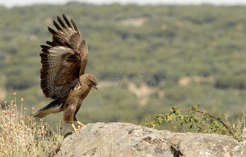 Aquila con le ali aperte immagine stock. Immagine di aquile - 26020033