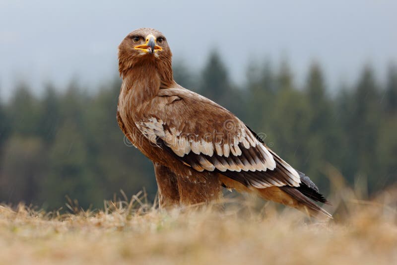 Aquila Delle Steppe, Aquila Nipalensis, Seduta Nell'erba Di Un Prato ...