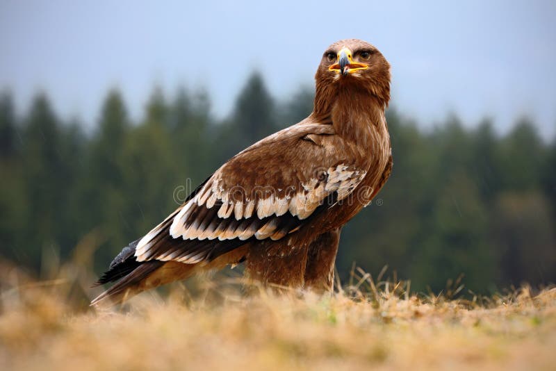 Aquila Rapace, Nipalensis Di L'Aquila, Sedentesi Nell'erba Sul Prato ...