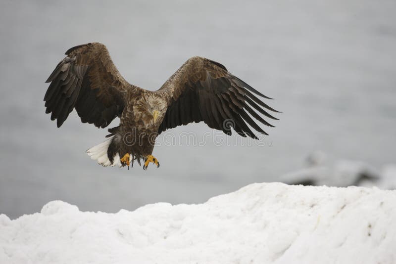 Aquila Di Mare, Albicilla Del Haliaeetus Fotografia Stock - Immagine di ...
