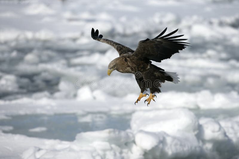 Aquila Di Mare, Albicilla Del Haliaeetus Fotografia Stock - Immagine di ...