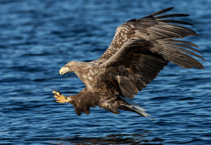 Aquila Di Mare Dalla Coda Bianca in Volo Con Gli Artigli Potenti Che ...