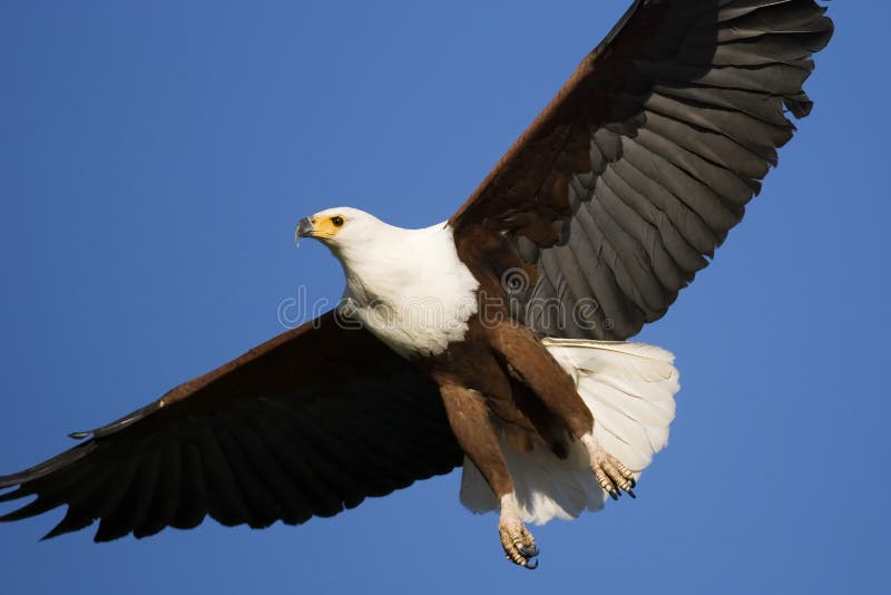 2,157 Aquila Reale Con Le Ali Aperte Foto stock - Foto stock gratuite e ...