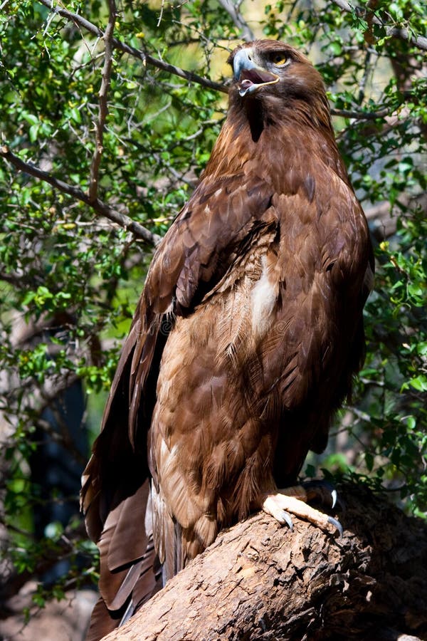 L'aquila D'oro Chrysaetos Prepara L'attacco Dell'aquila Imperiale ...