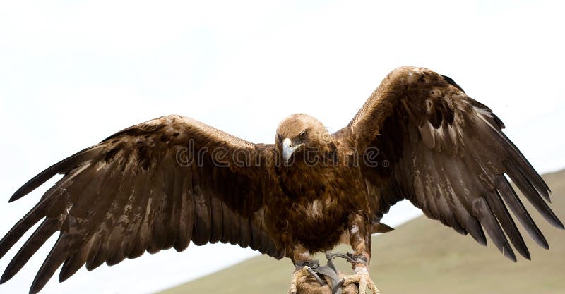 Aquila Dorata Con La Sua Diffusione Delle Ali Immagine Stock - Immagine ...
