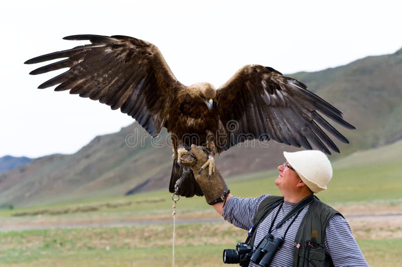 Aquila Dorata Con Le Ali Spante Fotografia Stock - Immagine di limite ...