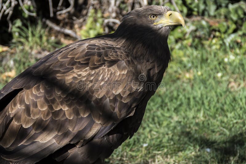 Aquila imperiale iberica immagine stock. Immagine di animale - 18067829