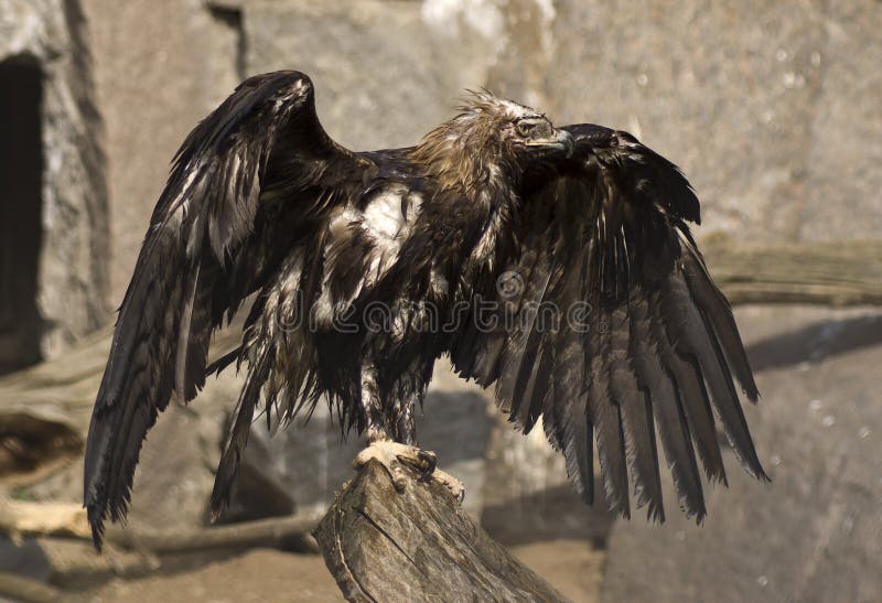 Aquila imperiale immagine stock. Immagine di mezzo, emblema - 14875437