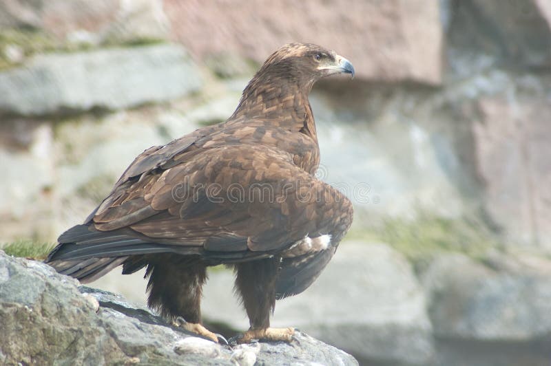 Eagle imperiale immagine stock. Immagine di specie, becco - 60726679