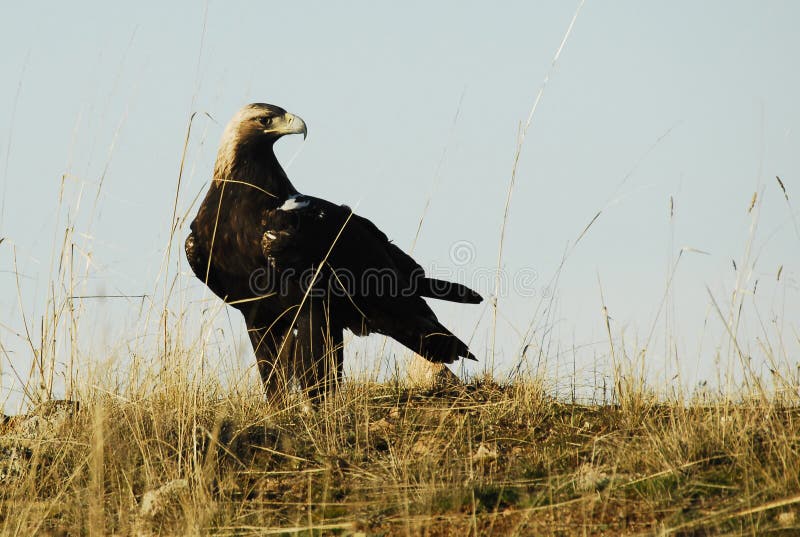 Aquila imperiale iberica fotografia stock. Immagine di aquile - 162484832