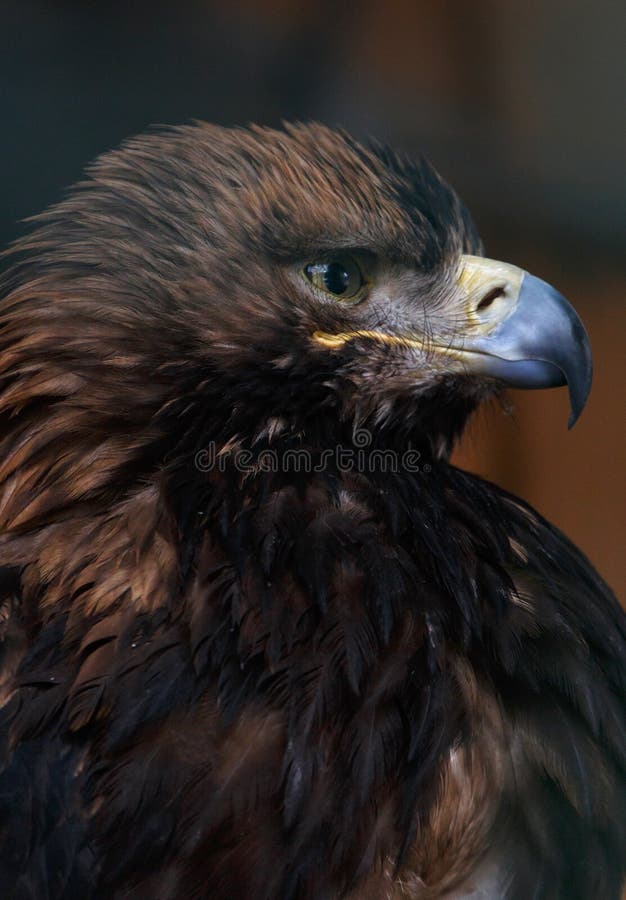 Aquila imperiale orientale fotografia stock. Immagine di aquila - 86361778