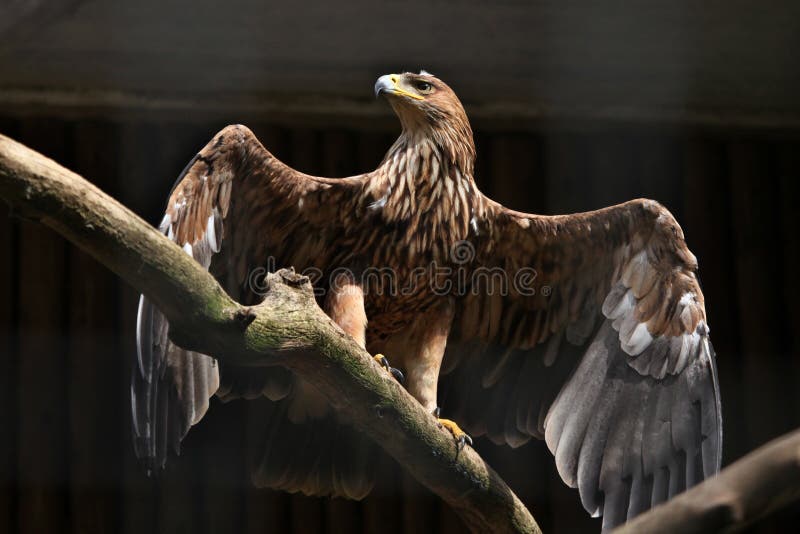 Aquila Imperiale Orientale (heliaca Di Aquila) Immagine Stock ...