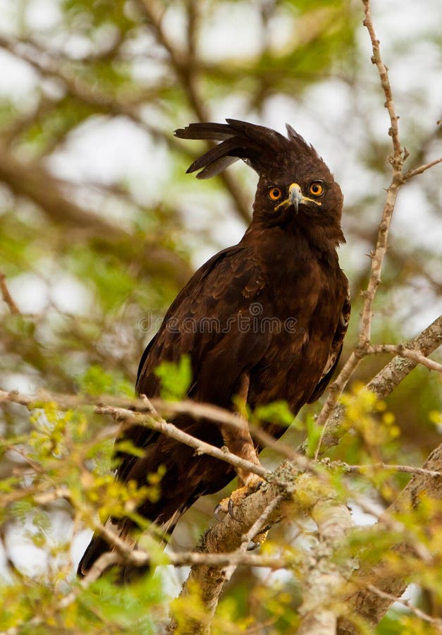 Aquila Lungo-crestata fotografia stock. Immagine di aquile - 24919276