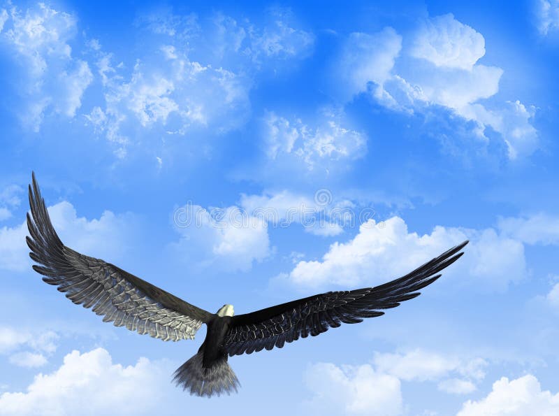 Aquila nel cielo illustrazione di stock. Illustrazione di aquila - 2636523