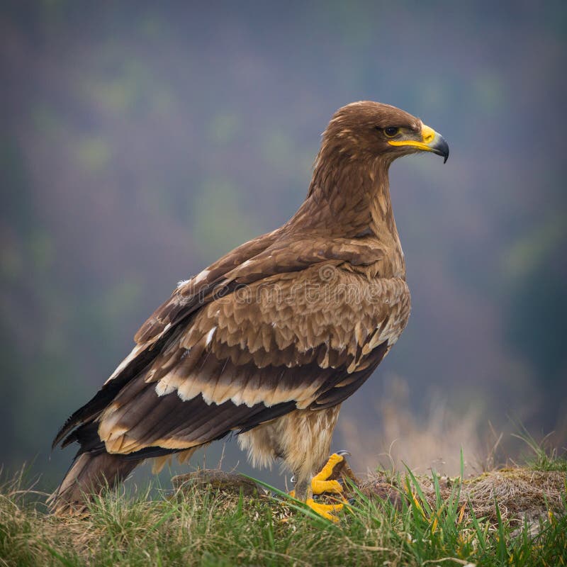 Aquila rapace fotografia stock. Immagine di erba, animale - 39538586