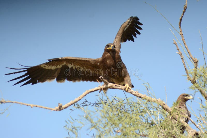 Aquila rapace BIKANER fotografia stock. Immagine di fresco - 92673358