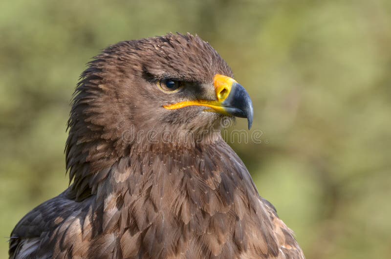 Aquila Maestosa Della Steppa Fotografia Stock - Immagine di ornitologia ...