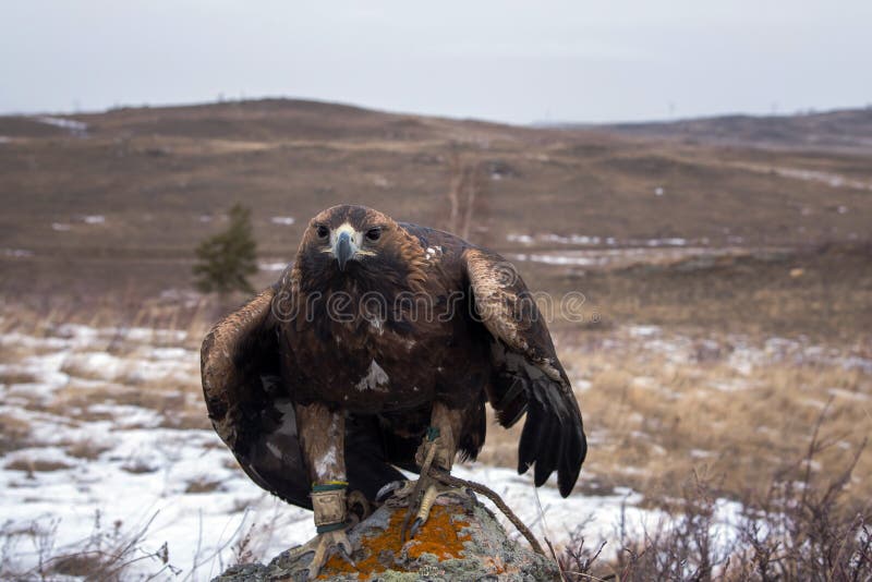 Aquila rapace predatore immagine stock. Immagine di rapace - 108565031