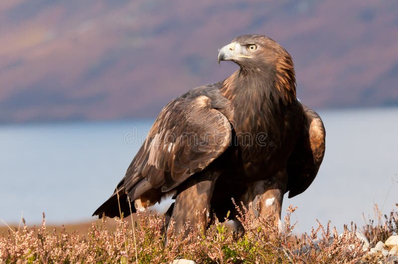 8,774 Aquila Reale Foto - Foto Stock Gratis e Royalty-Free da Dreamstime