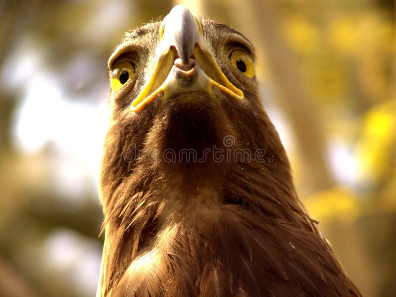 Aquila reale immagine stock. Immagine di particolari, libertà - 80987