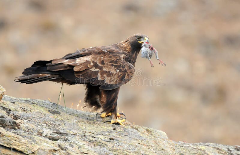 Aquila Reale Con La Preda Foto Stock - Download 384 Royalty Free Photos