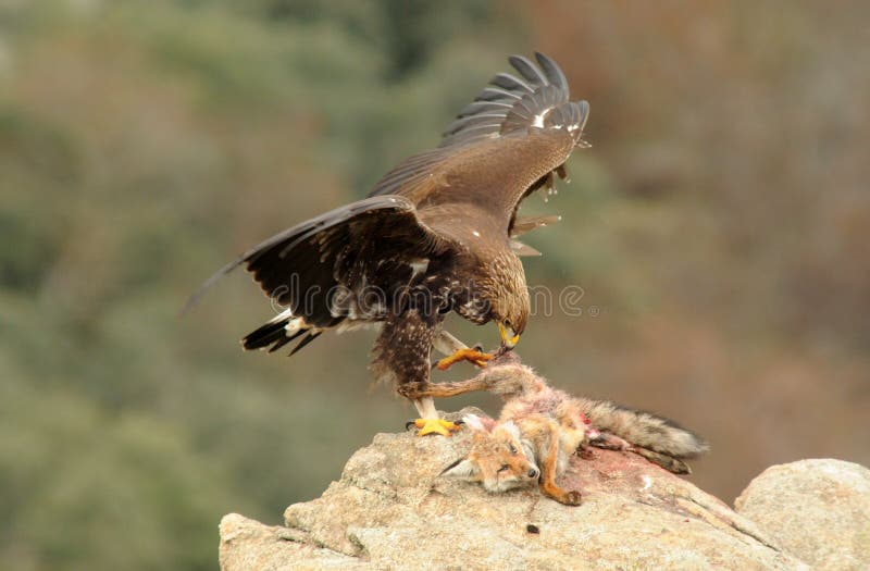 Aquila Reale Con La Sua Preda Immagine Stock - Immagine di animali ...