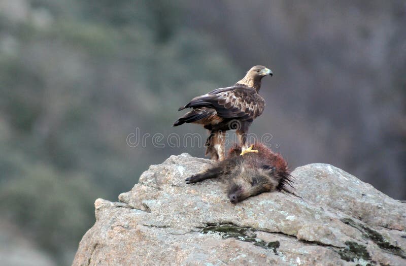Aquila Reale Con Un Verro Sulla Roccia Immagine Stock - Immagine di ...