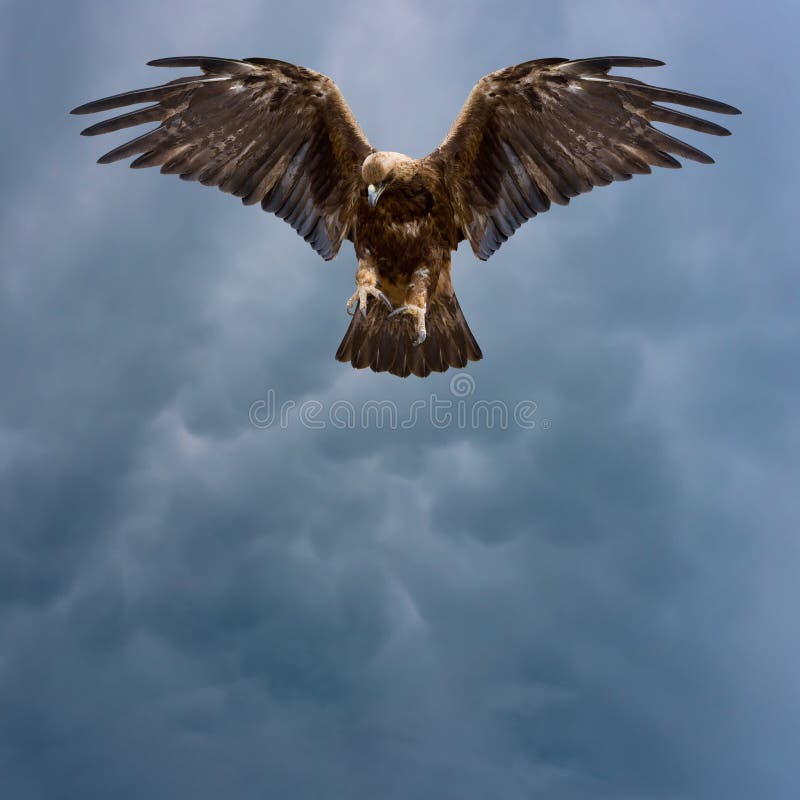Aquila Reale Nel Cielo Scuro Fotografia Stock - Immagine di fronte ...