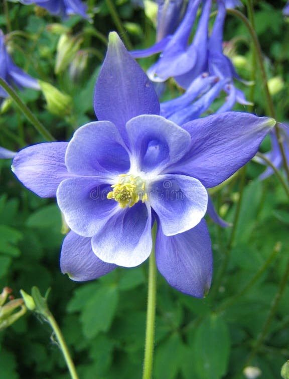 Aquilegia azul foto de stock. Imagem de flor, planta, roxo - 890164