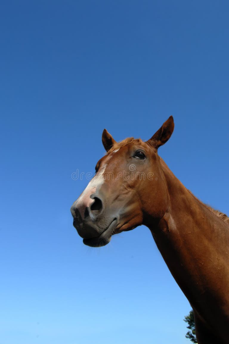 Aquiline Nose Stock Photos - Free & Royalty-Free Stock Photos from ...