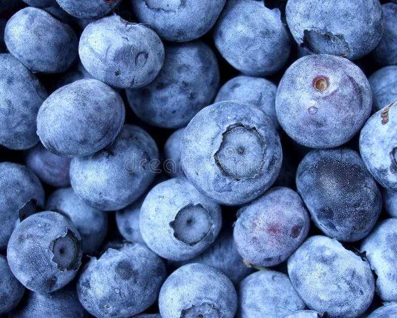 Arándanos frescos imagen de archivo. Imagen de macro, alimento - 5559407