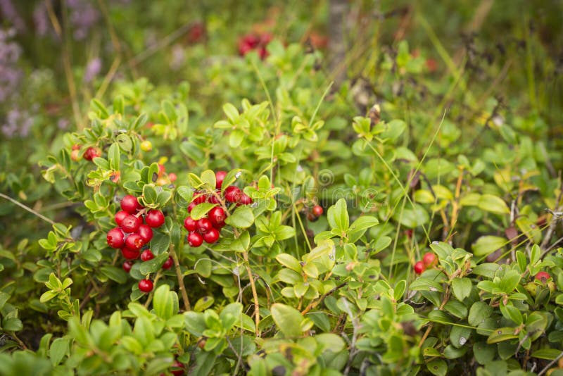 Arándanos rojos. foto de archivo. Imagen de alimento - 20672864